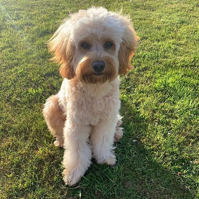 Downloads — Kirby Dog Training