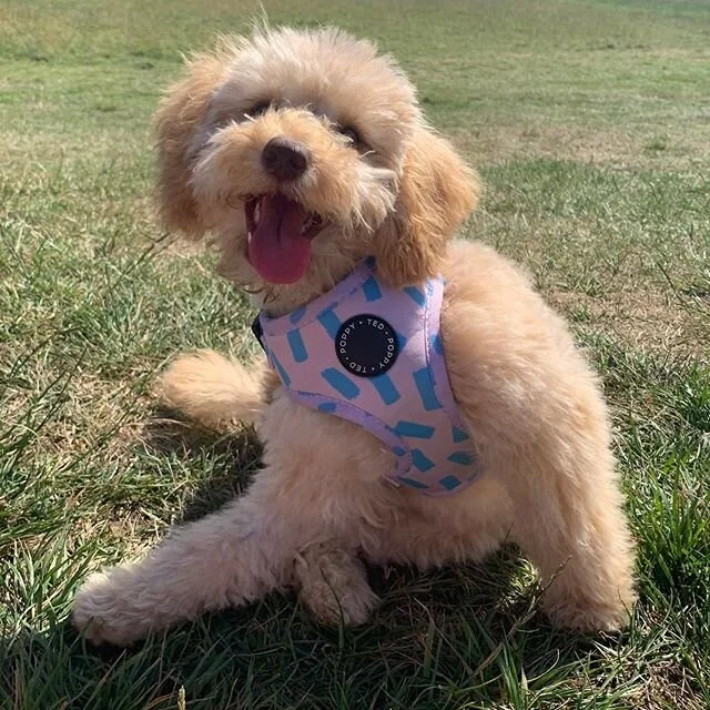 Downloads — Kirby Dog Training