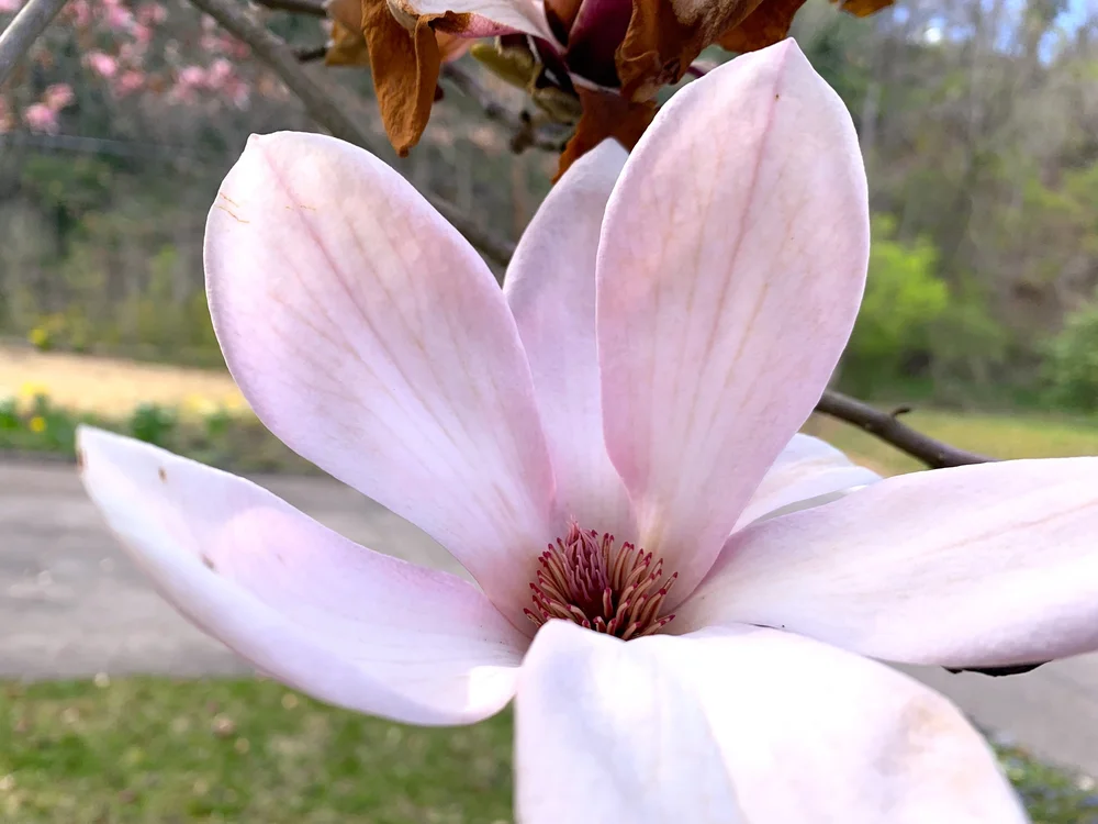 Pink Magnolia — Tim Pfaff