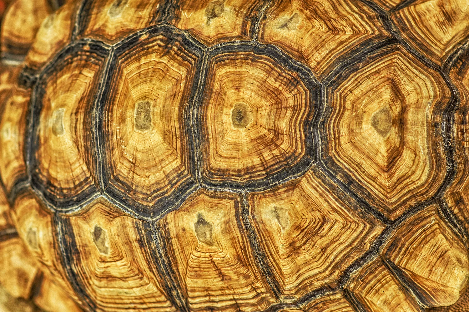 About — turtleshelltherapy.com