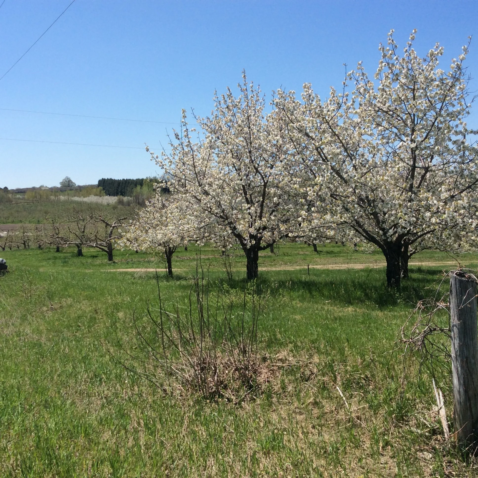 Sutton’s Bay Ciders | Cidery and Tasting Room near Traverse City, MI