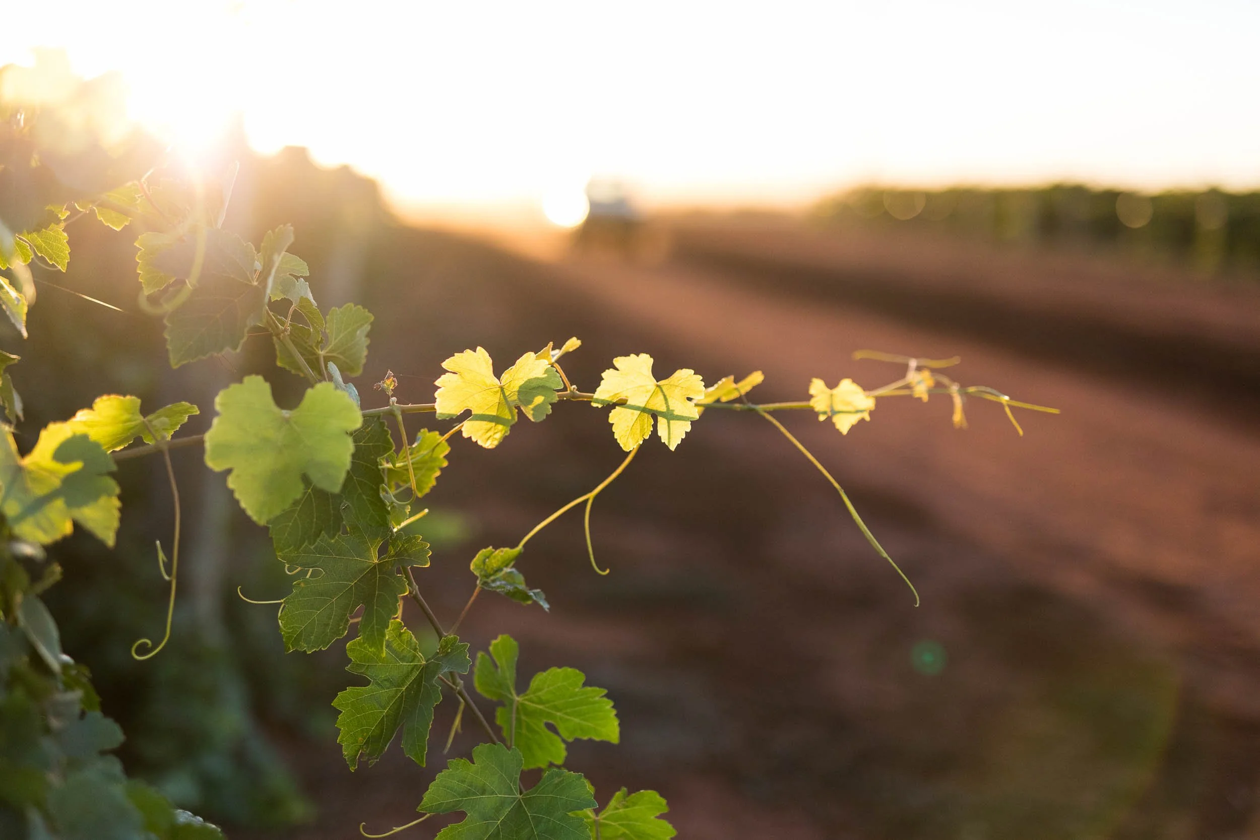Estate Range Wine | Beelbangera, Australia | Dee Vine Estate — Dee Vine ...