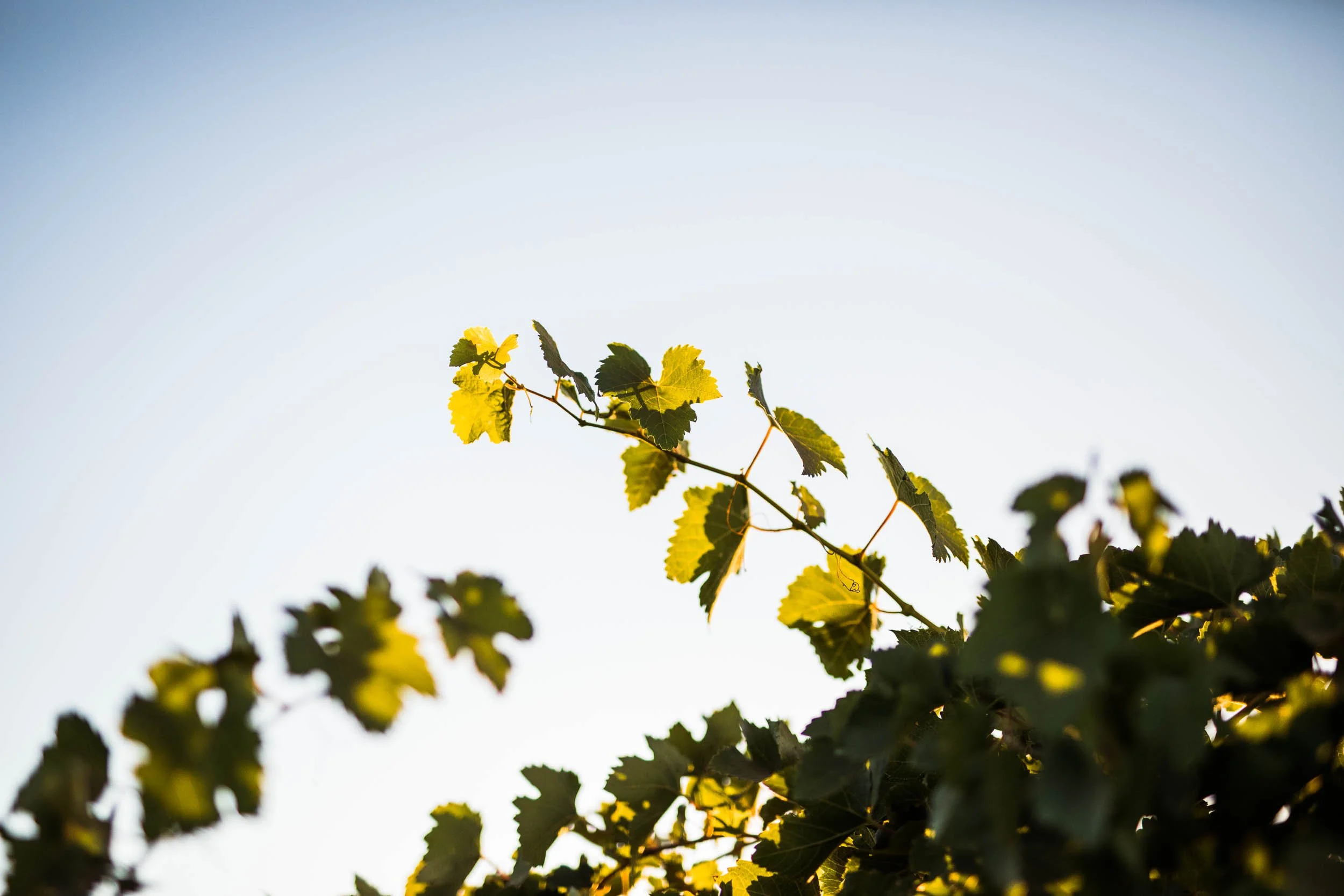 2 Monkeys Wines | Beelbangera, Australia | Dee Vine Estate — Dee Vine ...