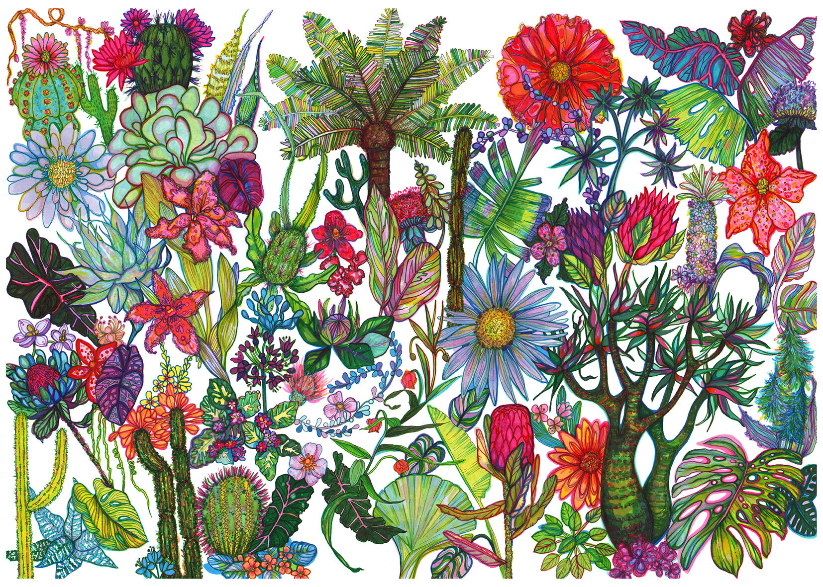 Marcella Wylie - Botanical Illustrator