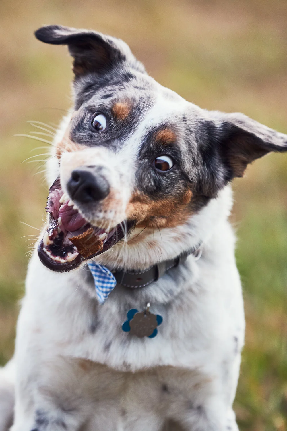 Dog Photo Shoot
