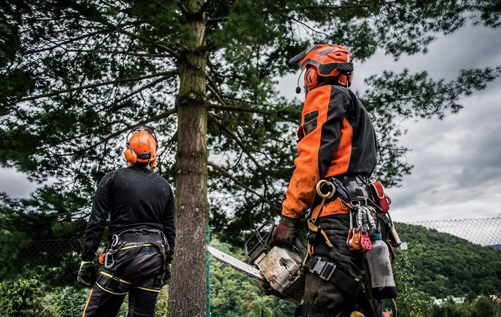 Top Three Professional Liability Exposures for Tree Care Companies ...