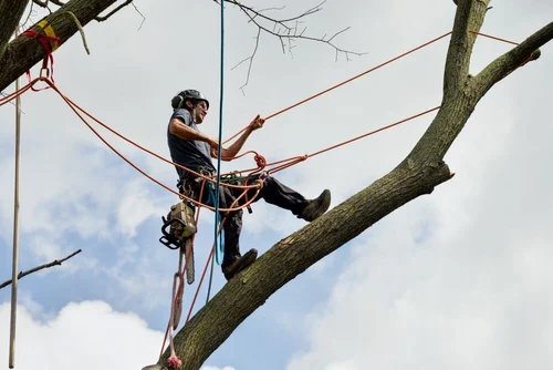 Top Five OSHA Citations the Tree Care Industry Should Avoid — Rancho ...