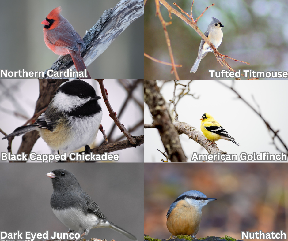 Winter Walks — PUDDLESTOMPERS™