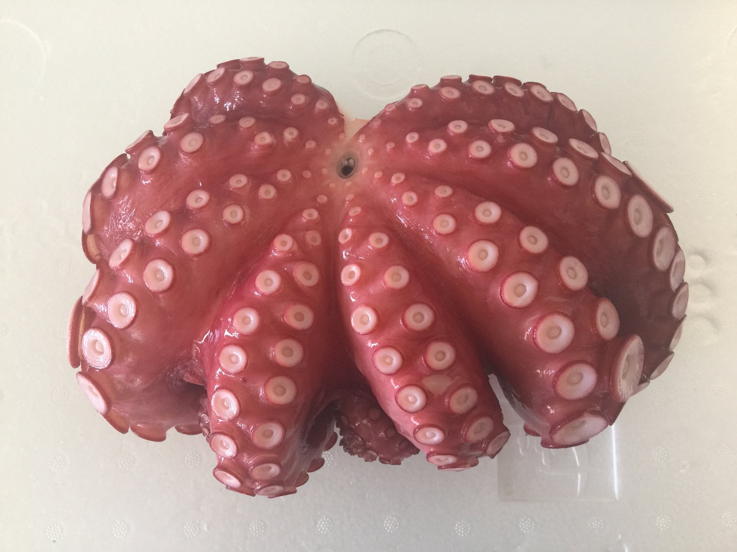 Our Products — Ocean Blue Products, Inc.