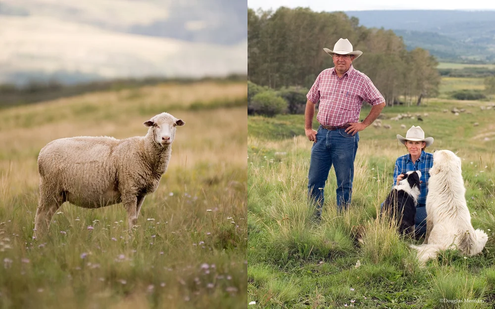 Shepherd's Lamb, Spring — Farm Fresh Journey