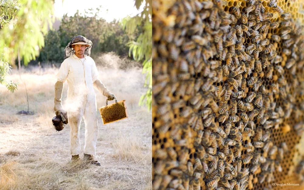 Buckin' Bee Honey, Summer — Farm Fresh Journey