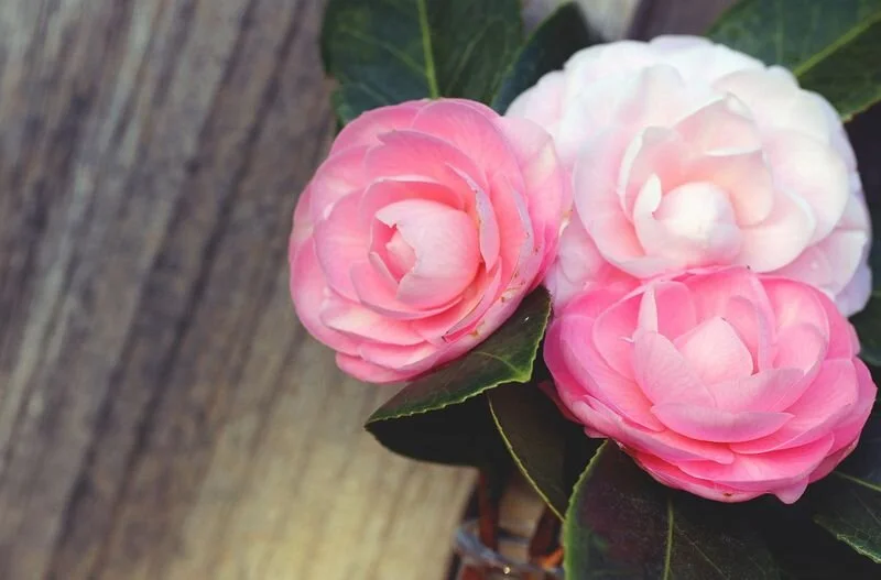 Mary's Alpaca Poop in PODS. Organic fertilizer