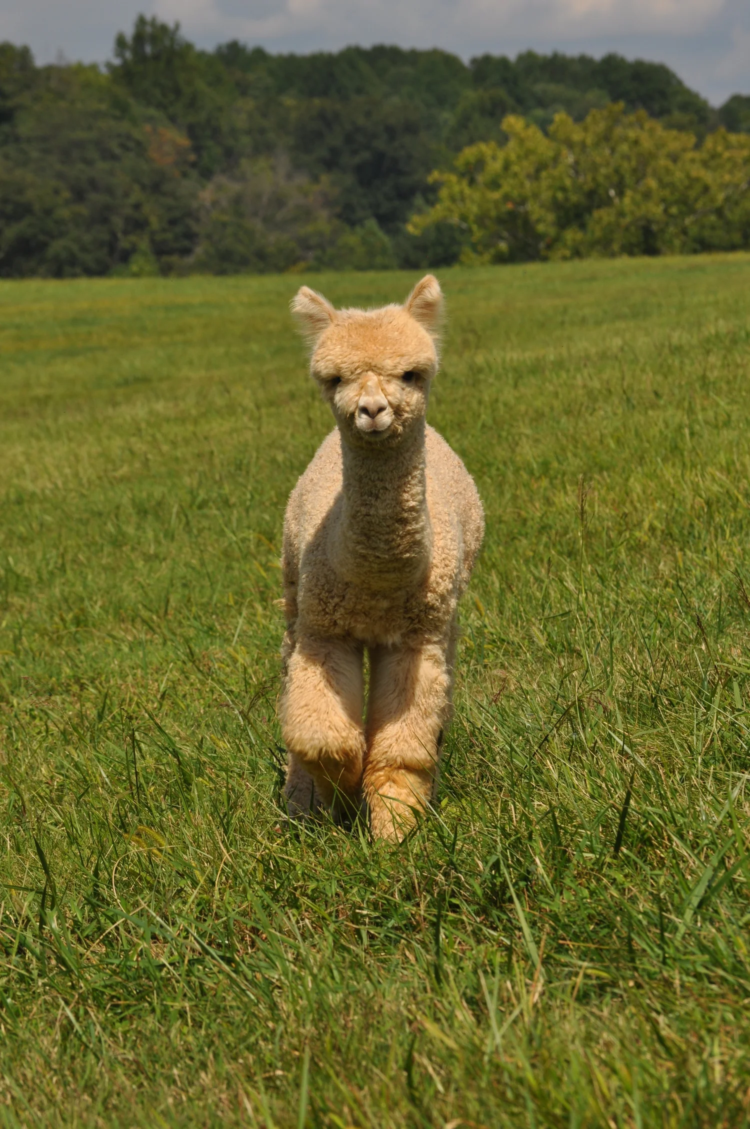 Mary's Alpaca Poop in PODS. Organic fertilizer