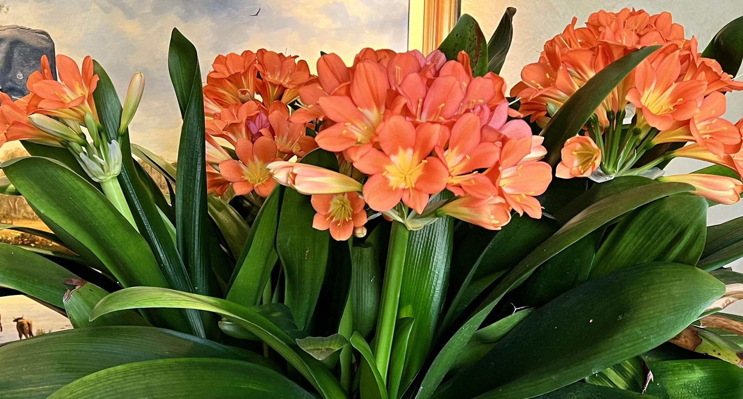 Mary's Alpaca Poop in PODS. Organic fertilizer