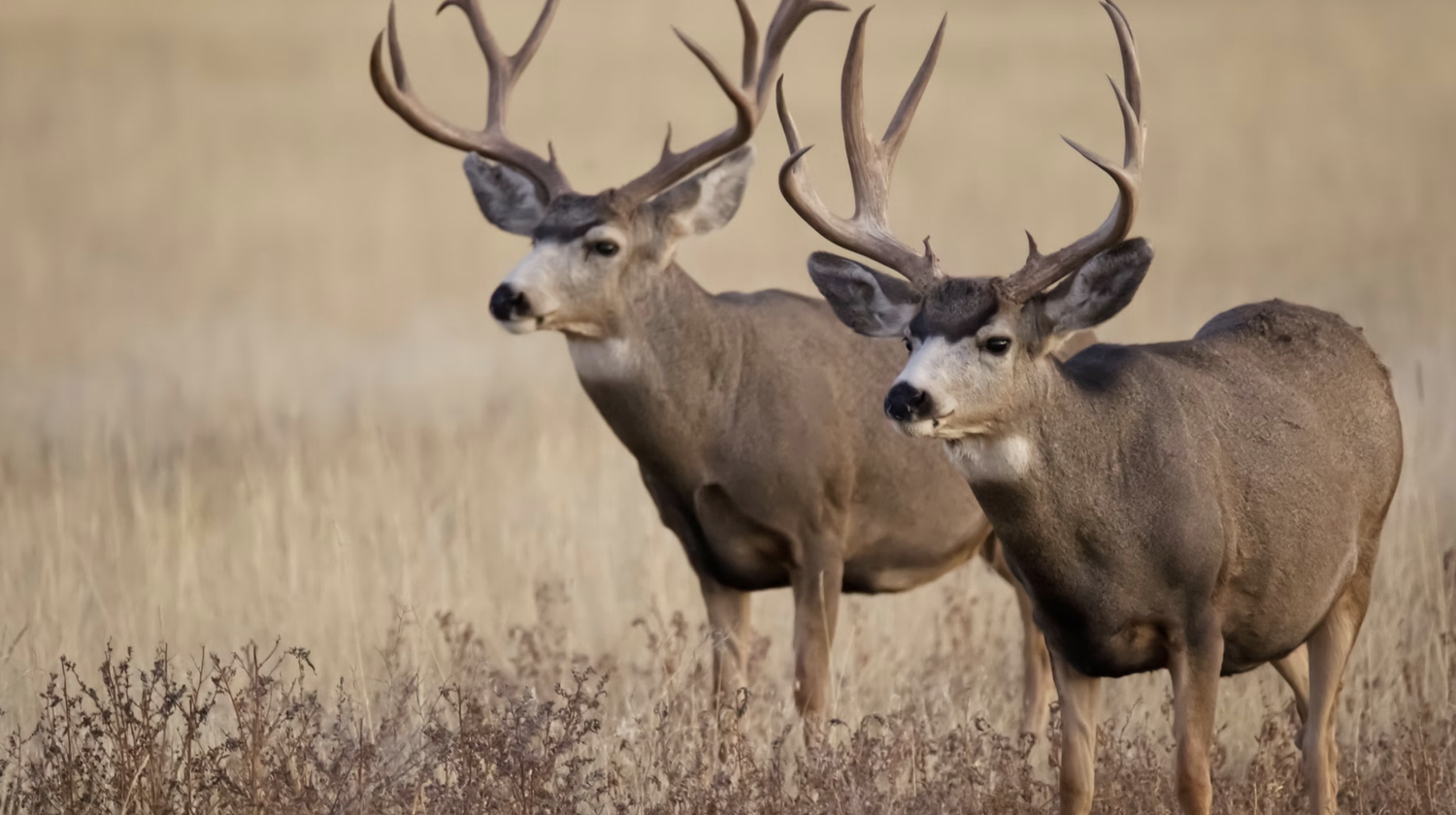10 Best Deer Hunting Outfitters in Wisconsin | EXSPLORE