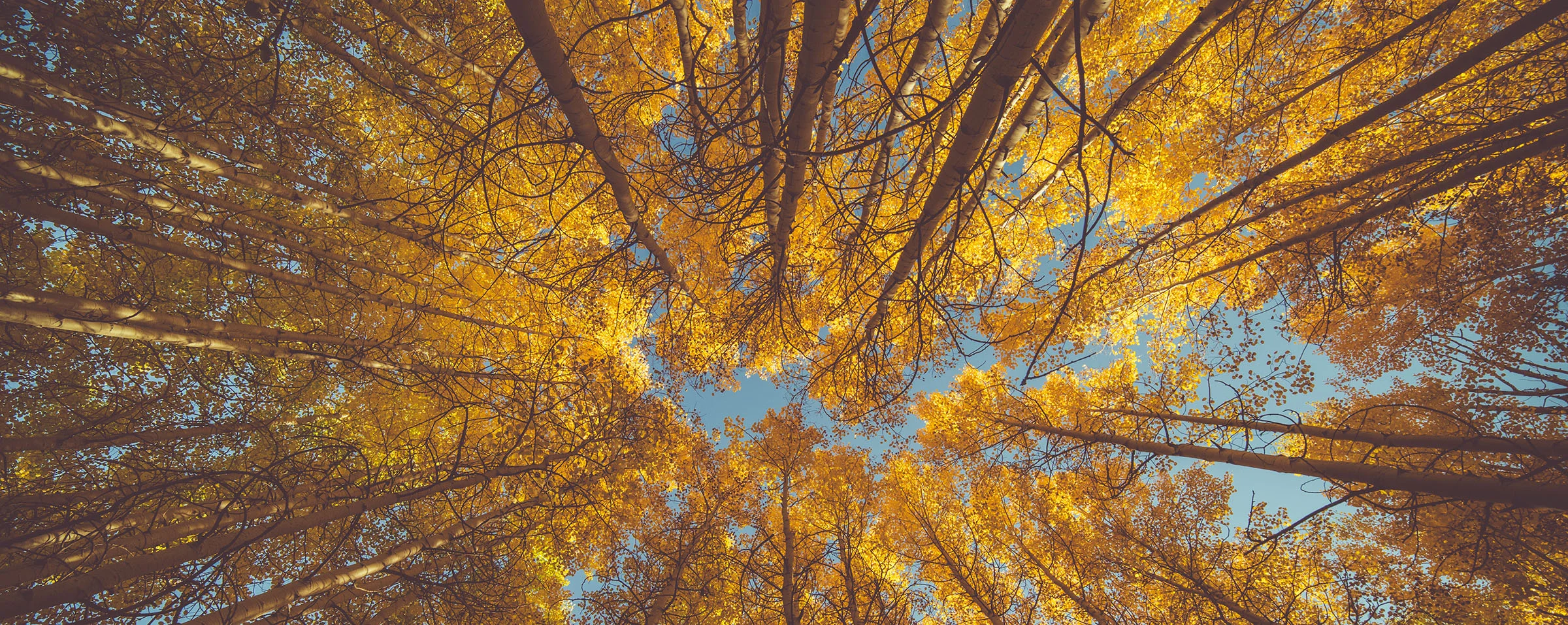 Team — Urban Arborists