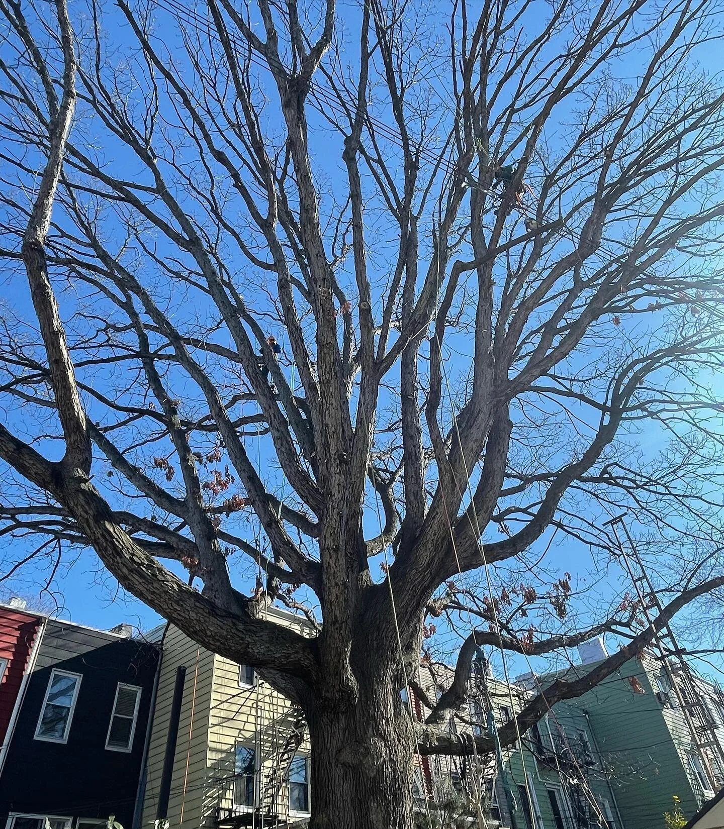 Urban Arborists