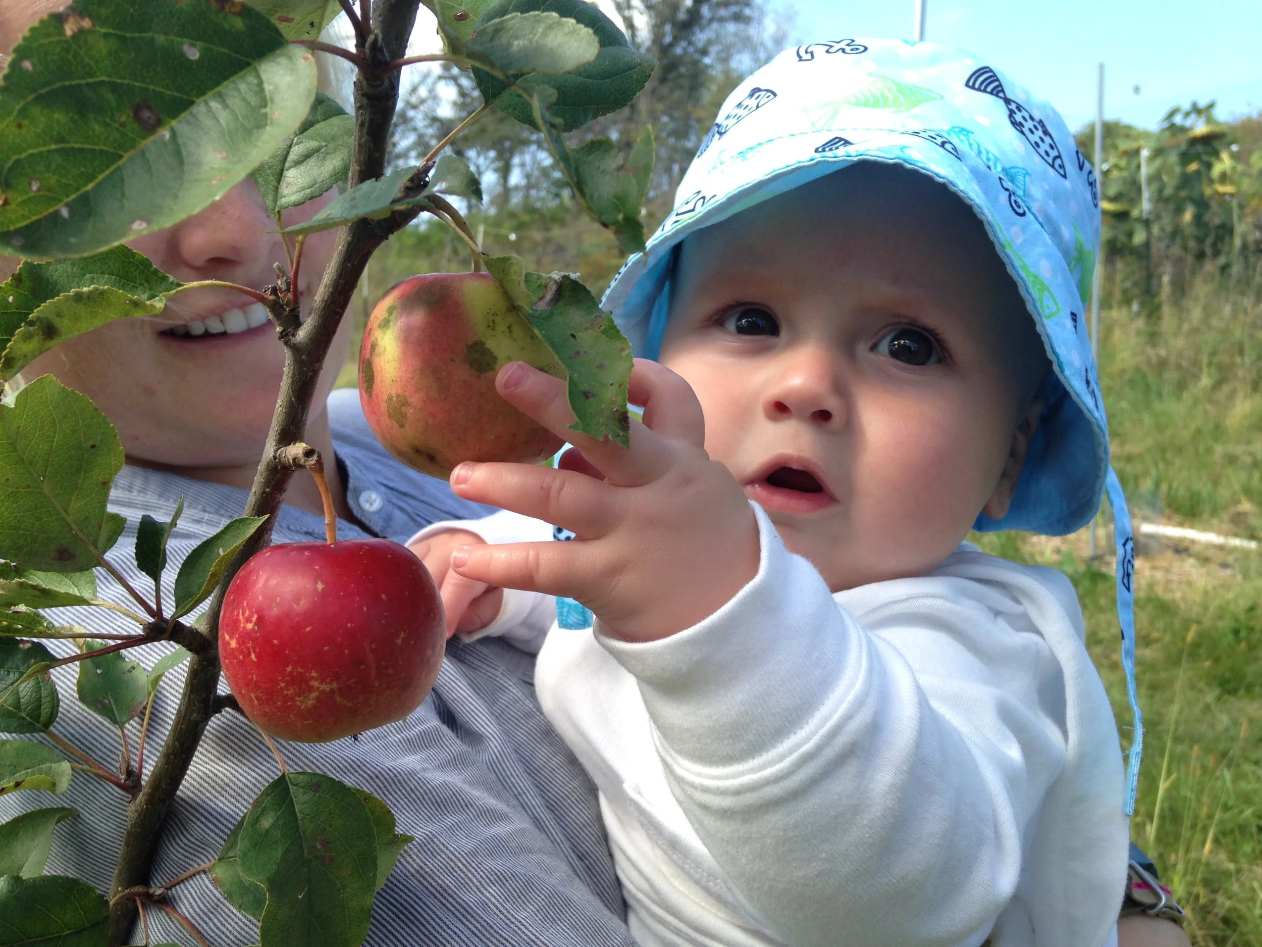 Hard Cider & Farm-to-Table Food
