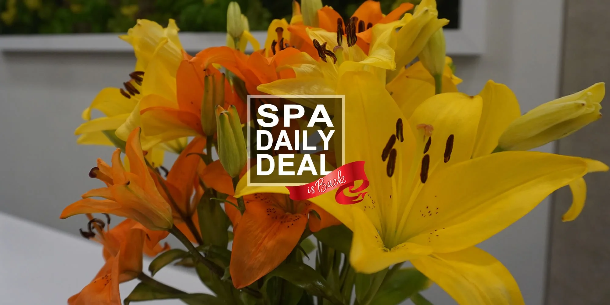 Spa — Wellness Within