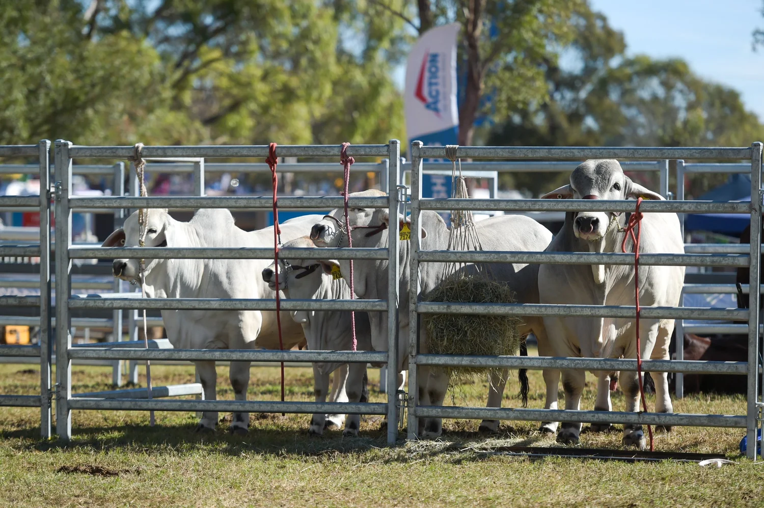 FarmFest Field Days - Livestock | ACM Rural Events
