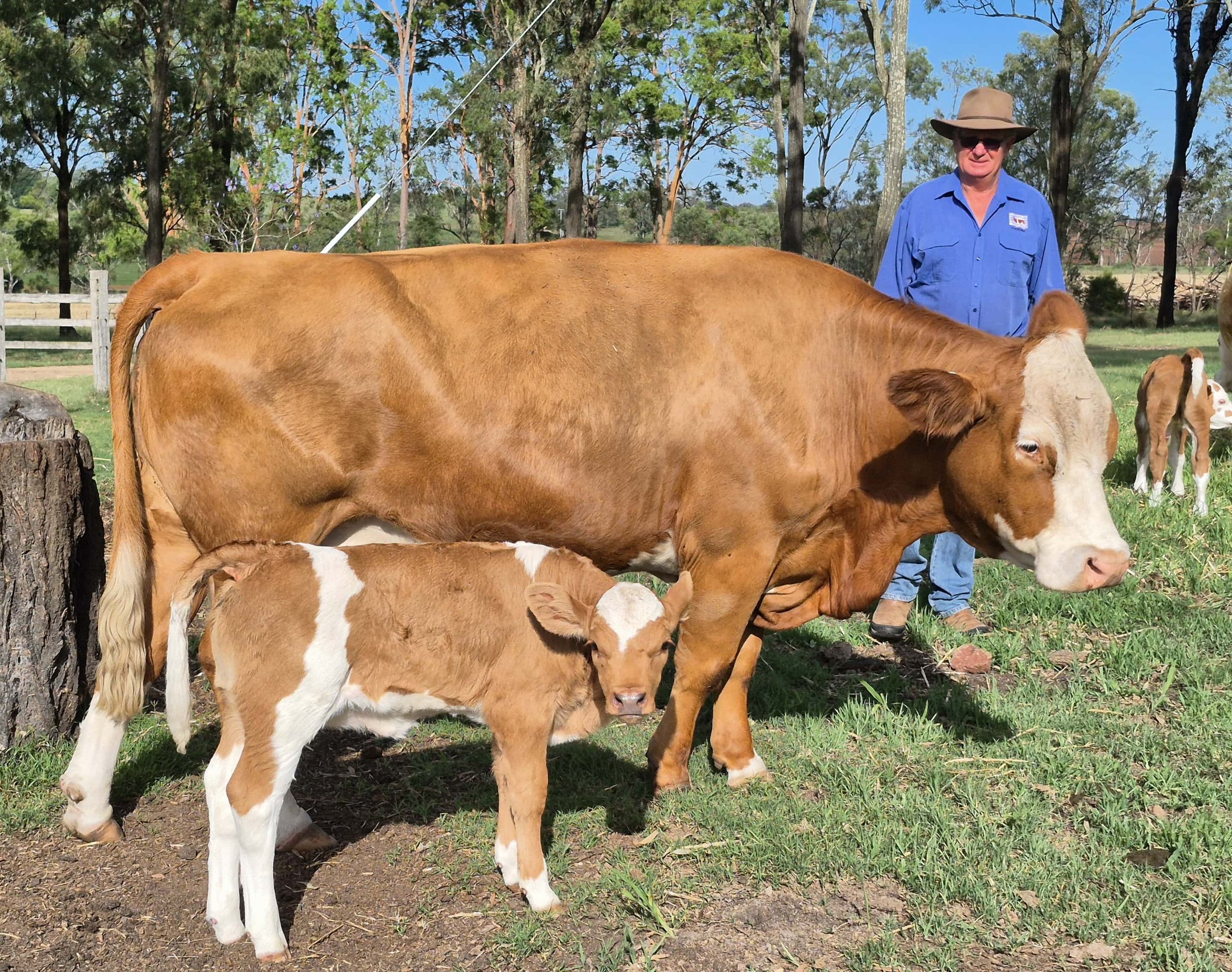 FarmFest Field Days - Livestock | ACM Rural Events