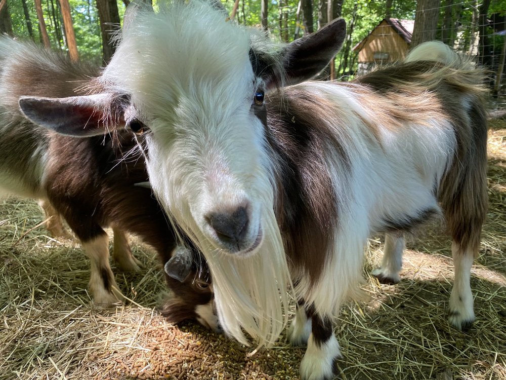 Nigerian Dwarf Goat Buck