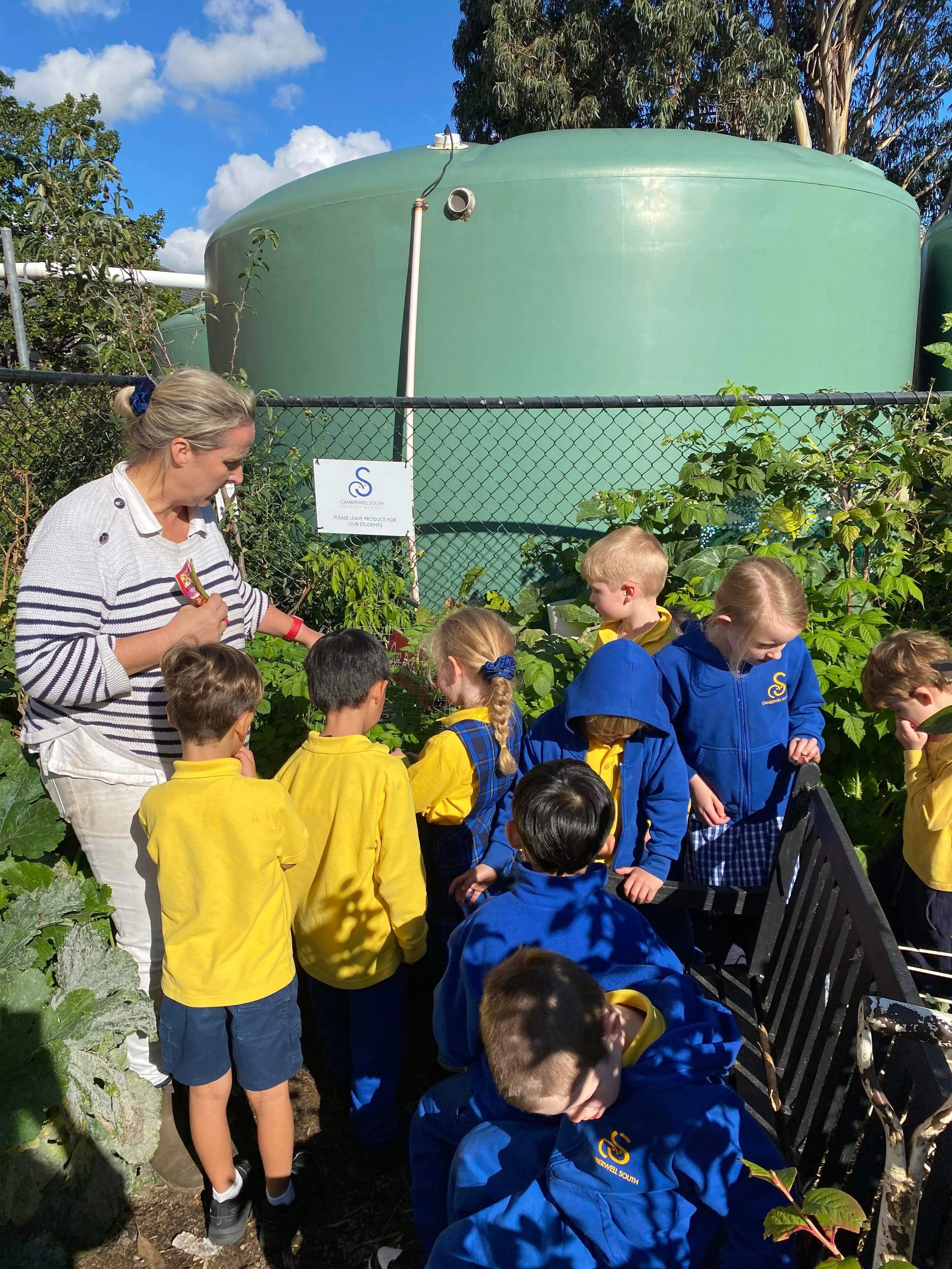 Kitchen Garden & Chickens — Camberwell South Primary School