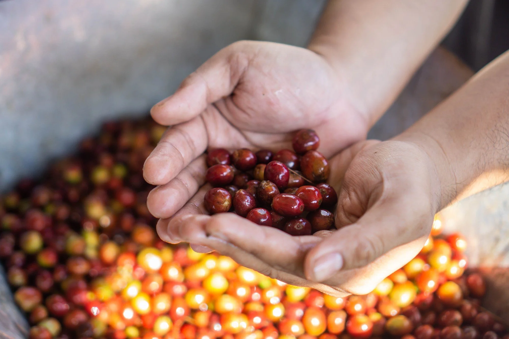 Laura Amado On Social Impact Technology Creating Equitable Value Chains ...