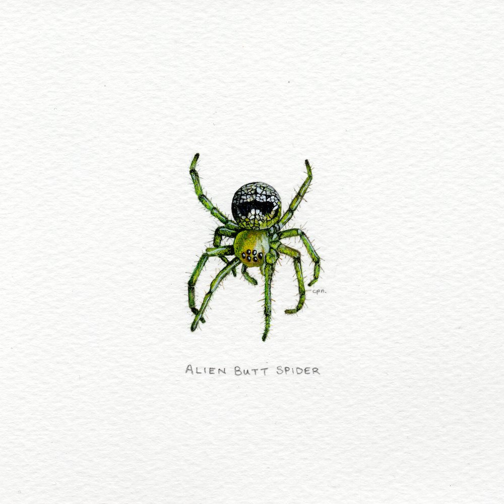 Alien Butt Spider — the miniature zoo