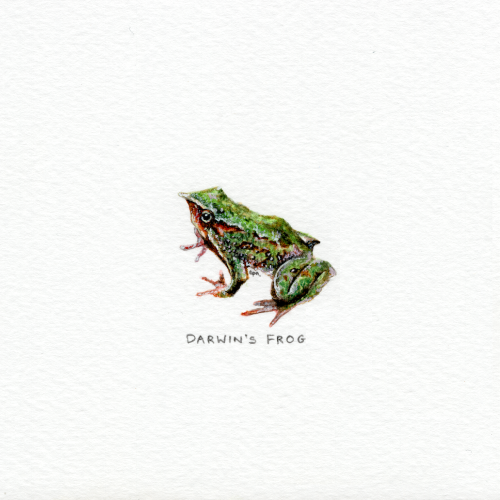 Darwin's Frog — the miniature zoo