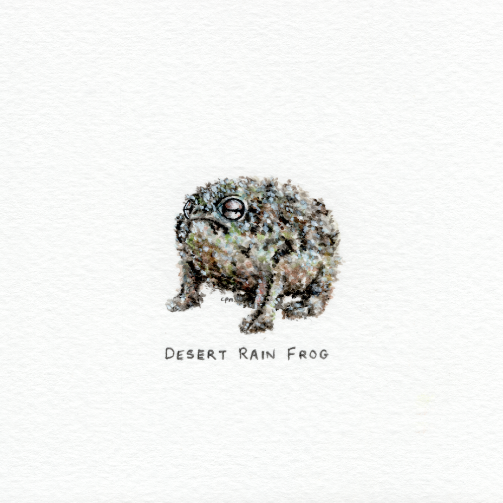 Desert Rain Frog — the miniature zoo