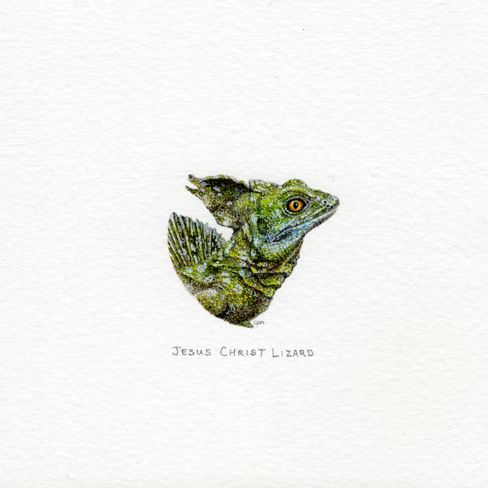 Jesus Christ Lizard — the miniature zoo
