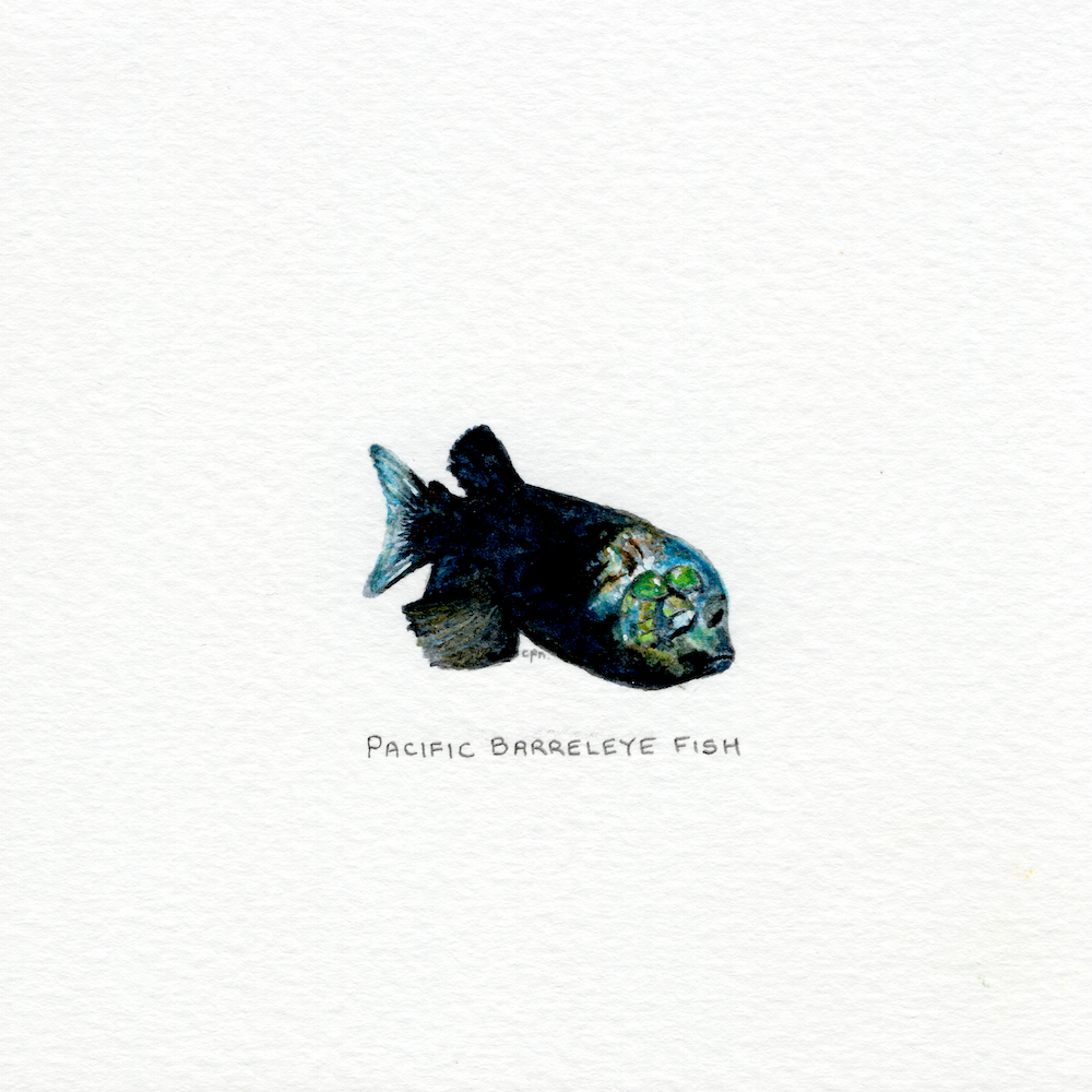 Pacific Barreleye Fish — the miniature zoo
