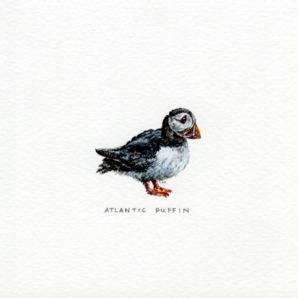 Atlantic Puffin — the miniature zoo
