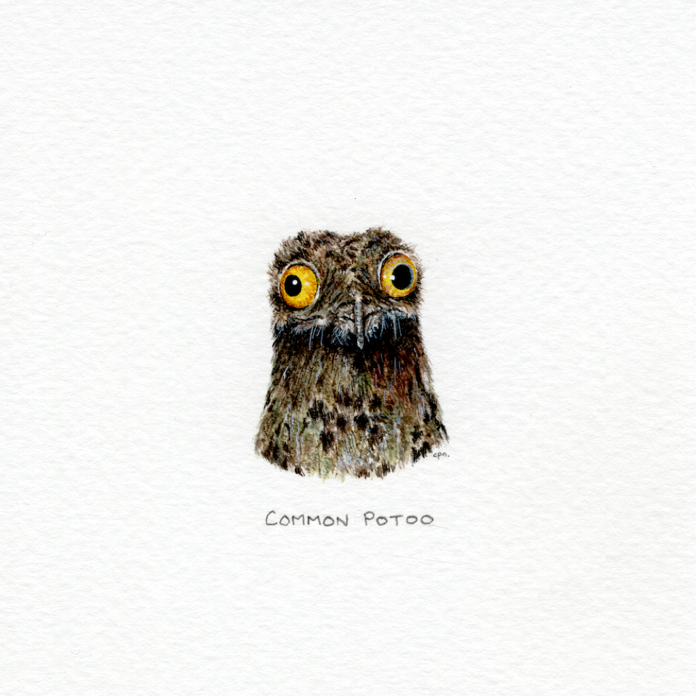 073 | "Common Potoo" — the miniature zoo