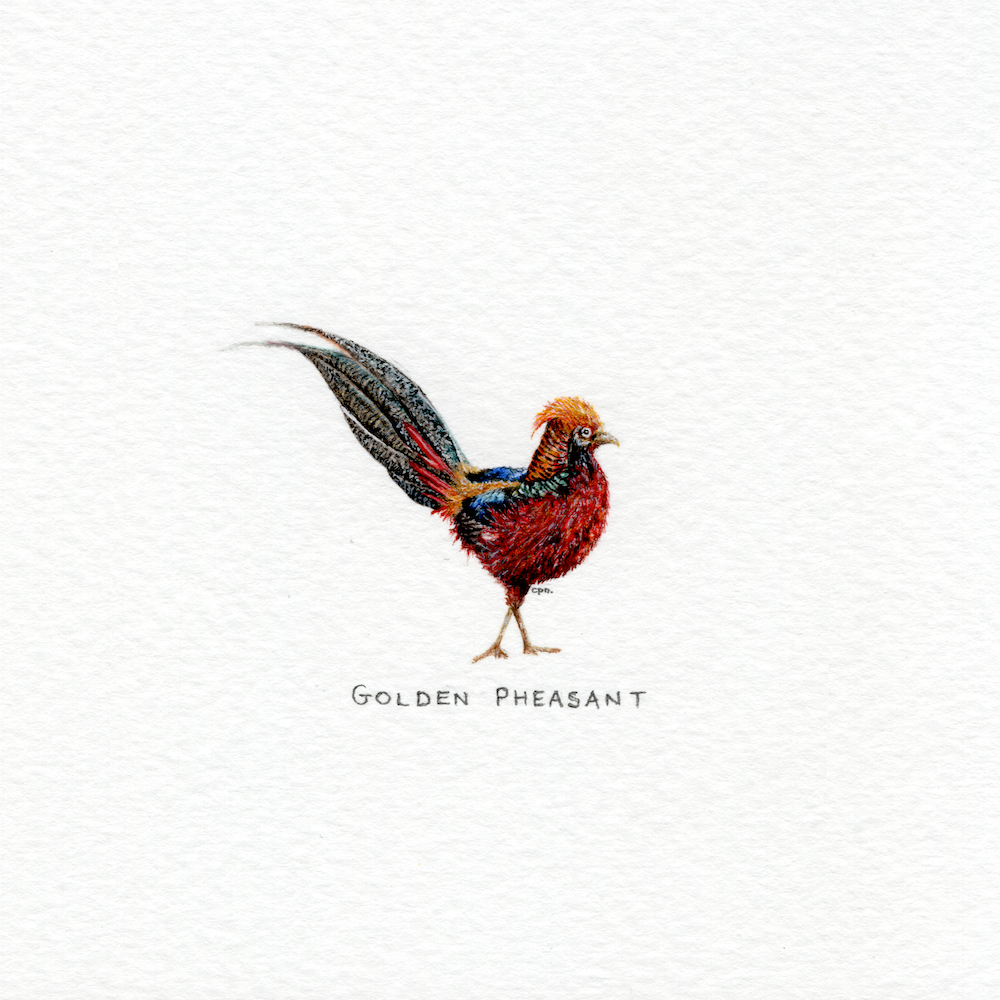 122 | "Golden Pheasant" — the miniature zoo