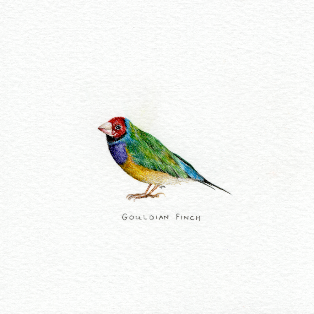 126 | "Gouldian Finch" — the miniature zoo