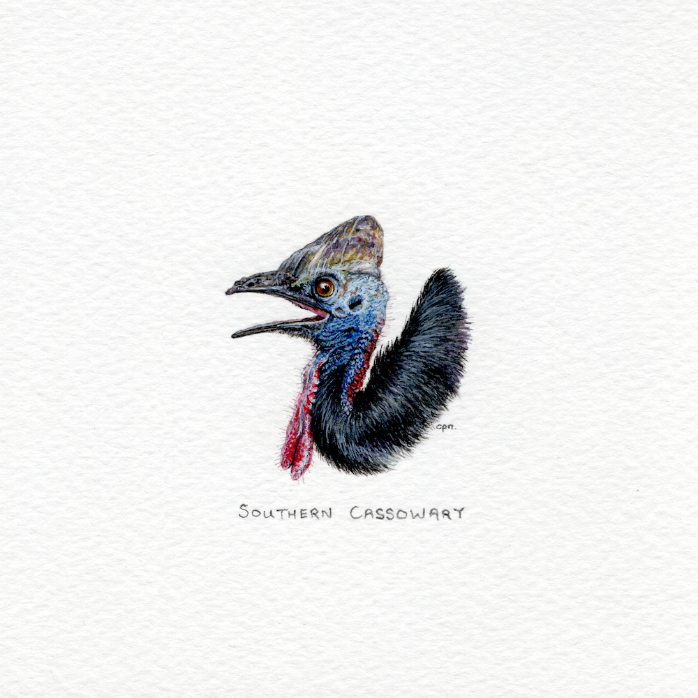 314 | "Southern Cassowary" — the miniature zoo
