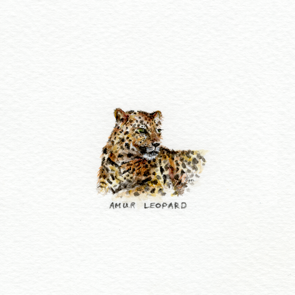 011 | "Amur Leopard" — the miniature zoo