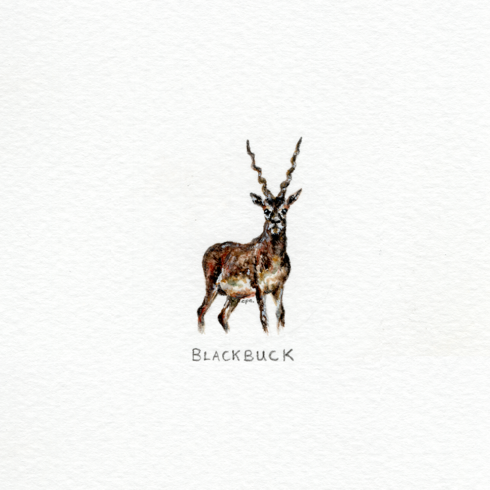039 | "Blackbuck" — the miniature zoo