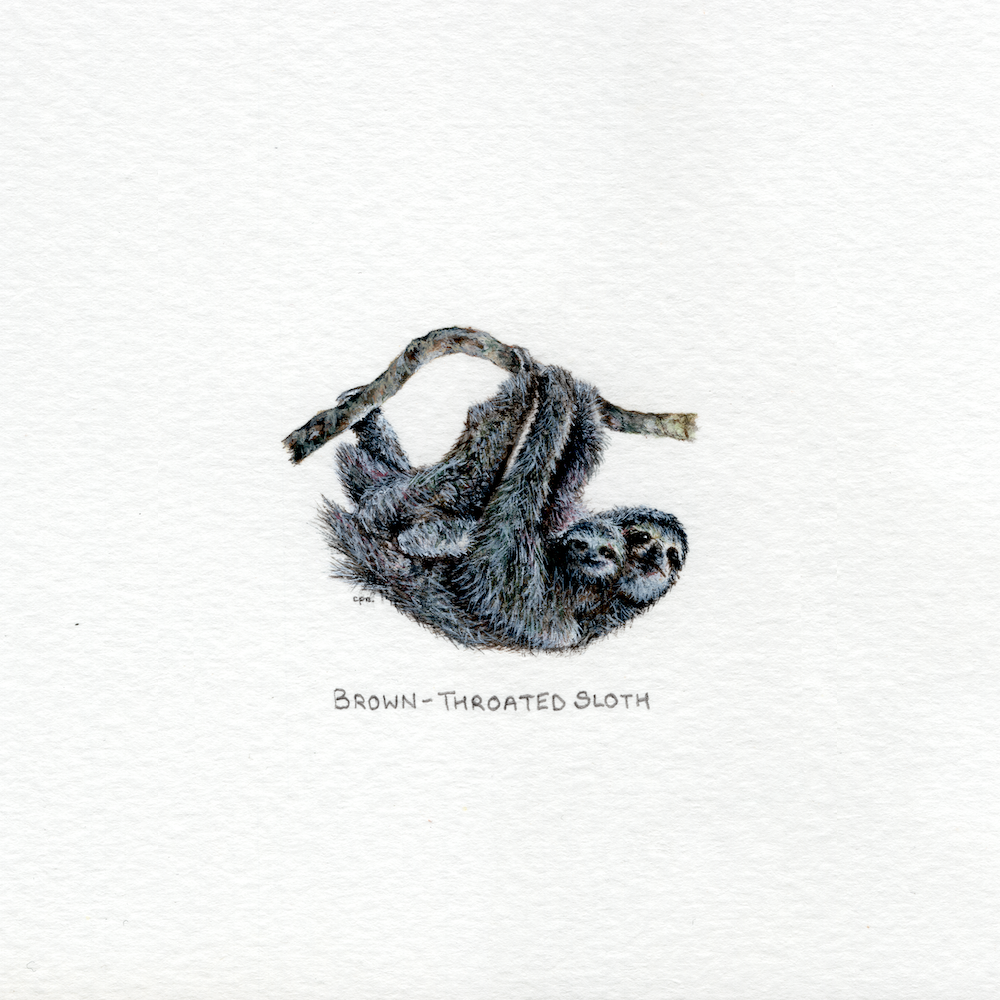 045 | "Brown-Throated Sloth" — the miniature zoo
