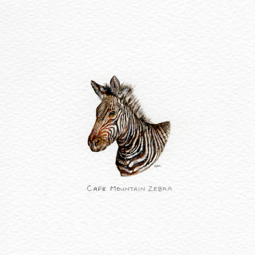 060 | "Cape Mountain Zebra" — the miniature zoo