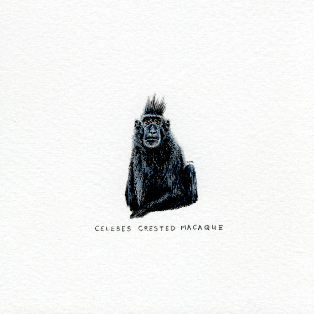 063 | "Celebes Crested Macaque" — the miniature zoo