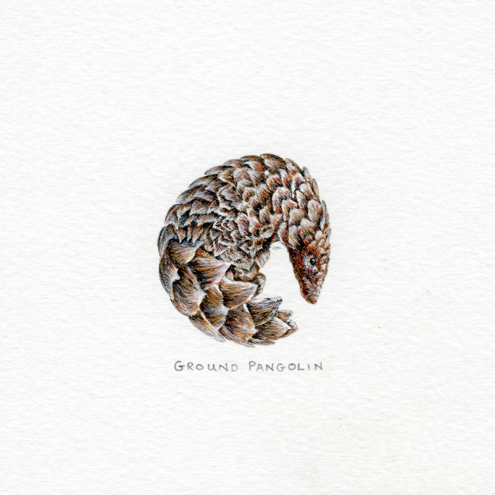 134 | "Ground Pangolin" — the miniature zoo