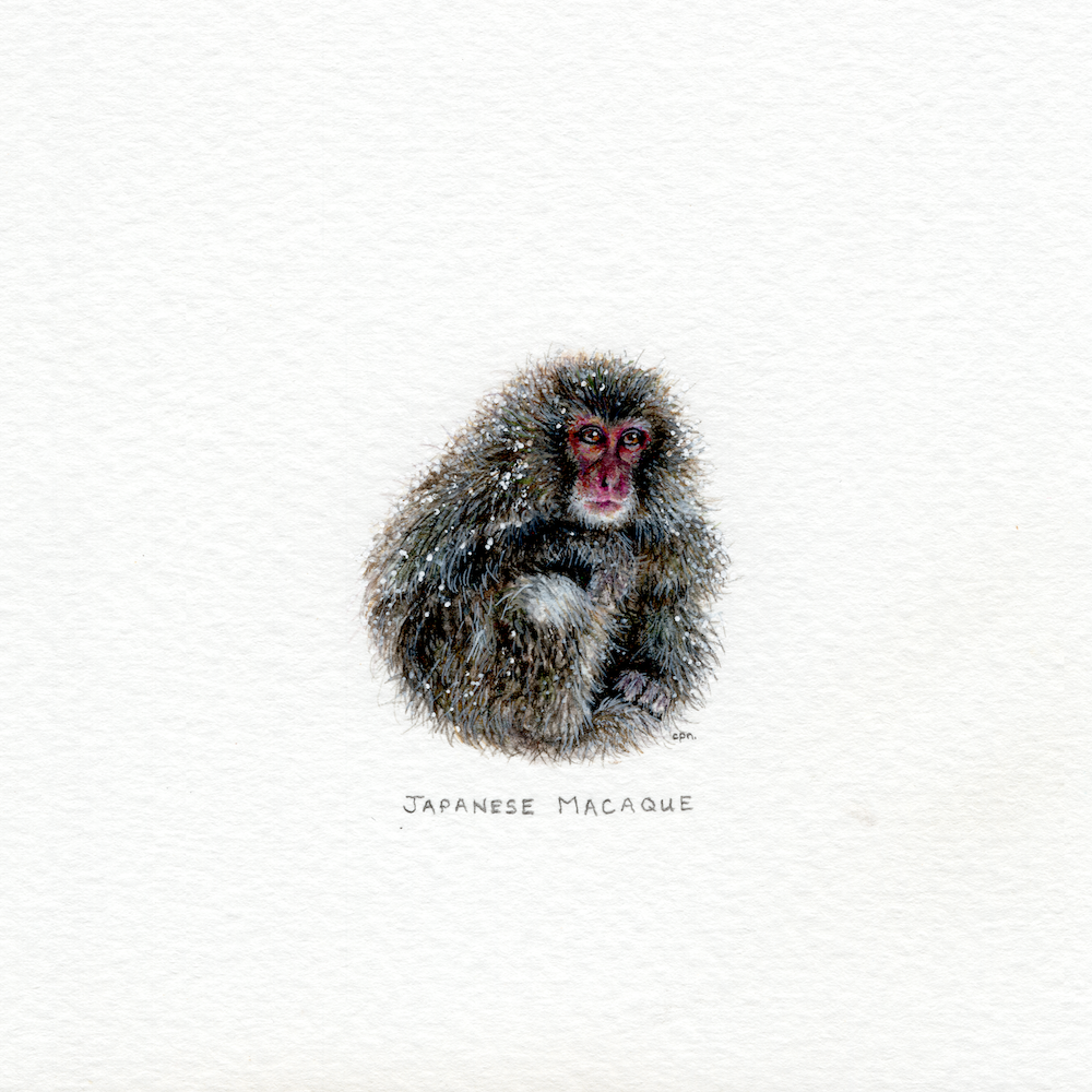 167 | "Japanese Macaque" — the miniature zoo