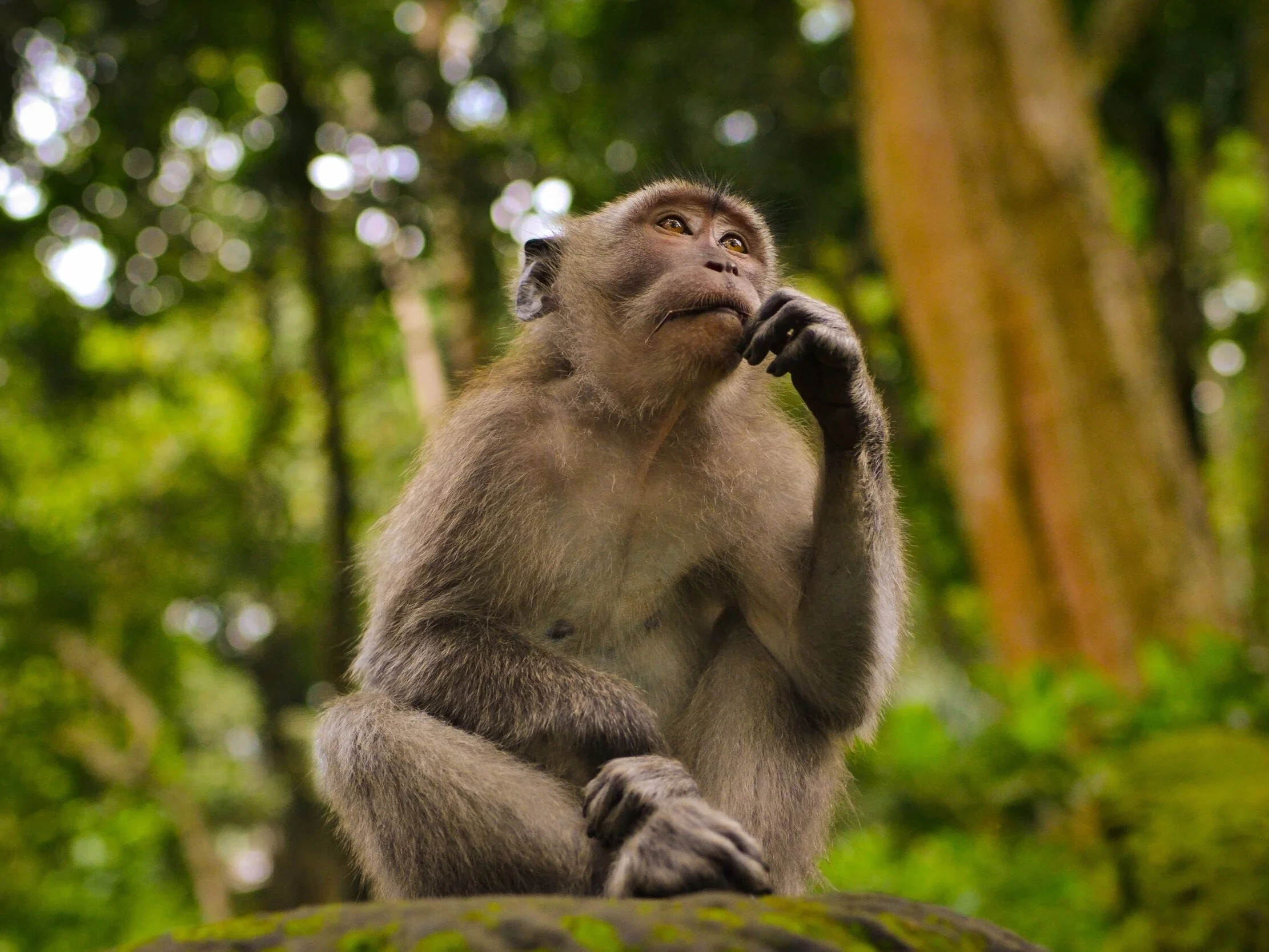 Identification, aka: the “monkey mind” - Satsang House