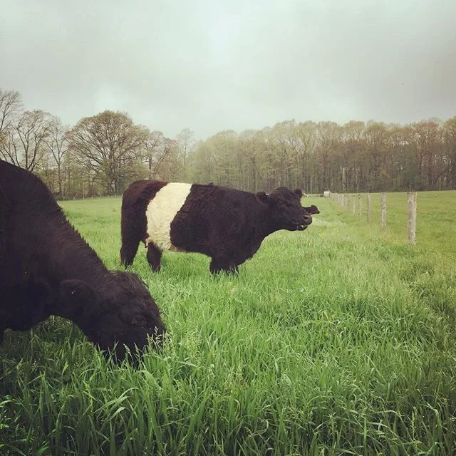 Home [fallenaspenfarm.com]