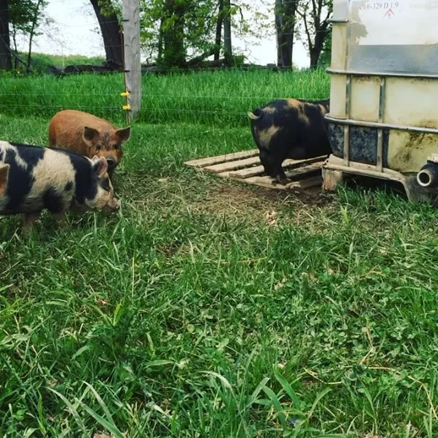 Home [fallenaspenfarm.com]