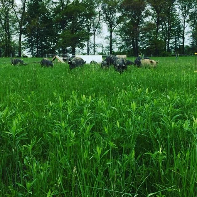 Home [fallenaspenfarm.com]