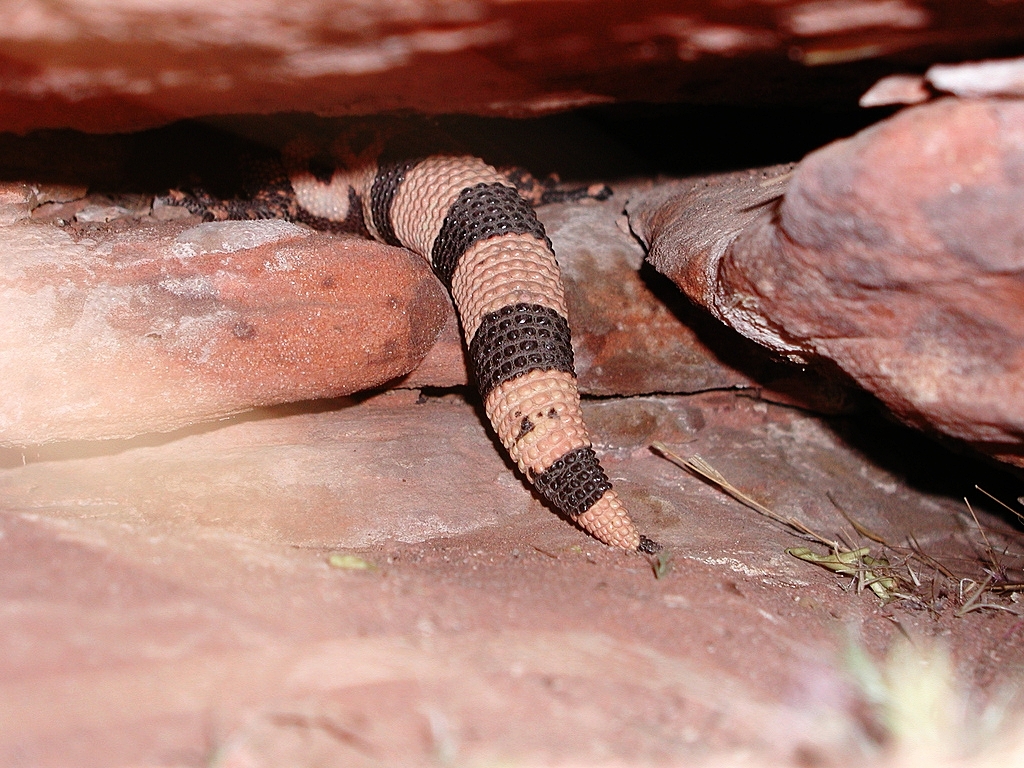Utah Banded Gila Monsters — Professional Breeders